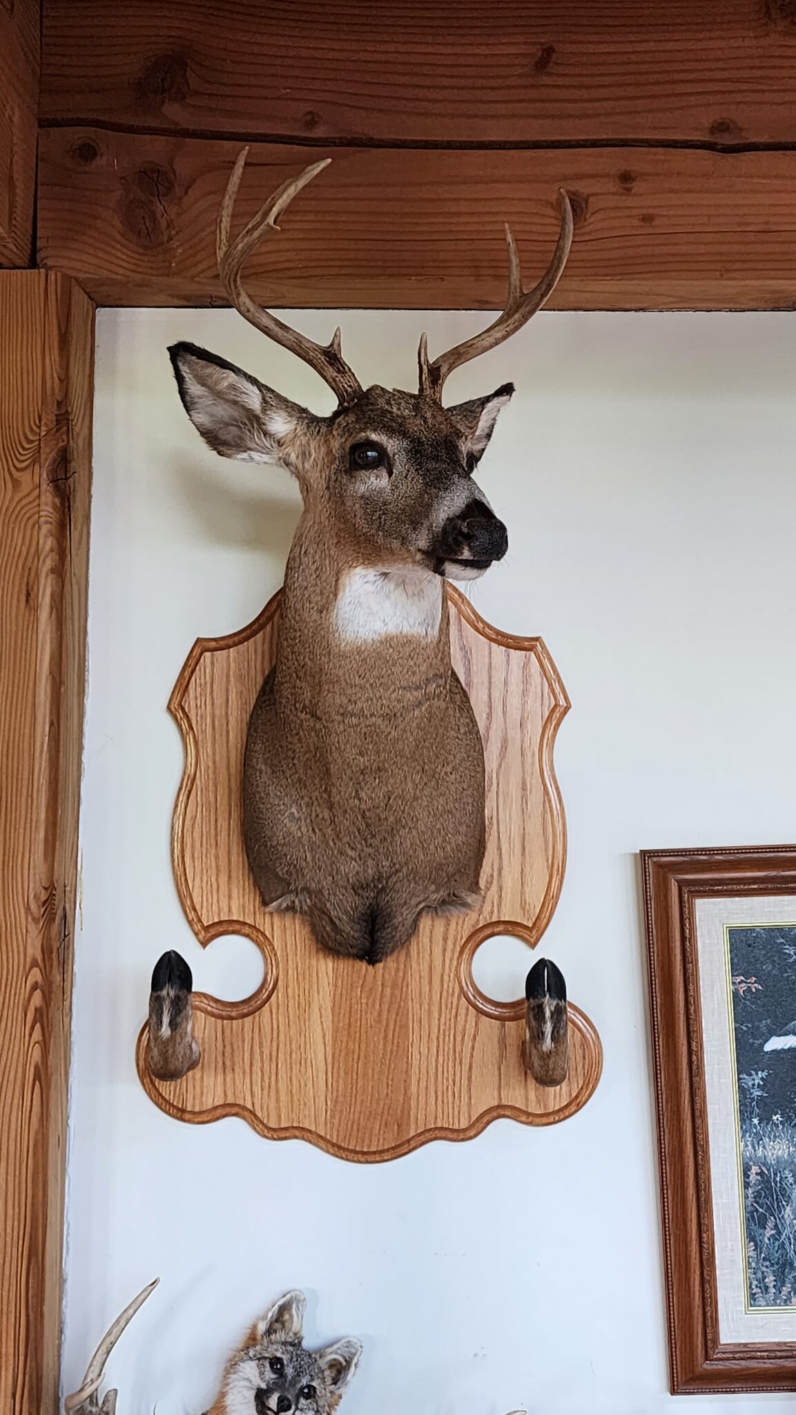 Deer Taxidermy – Rug, Shoulder, Head, Skull & Half Mounts