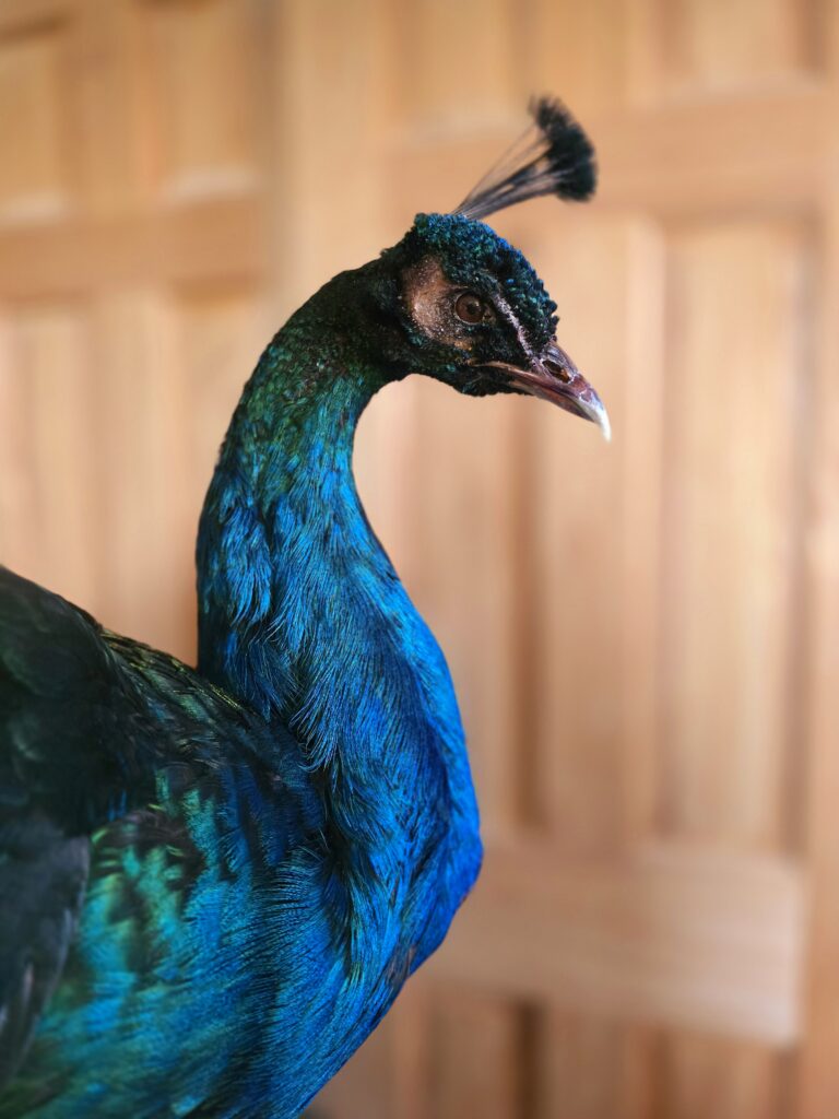 Bear Rug Taxidermy | Custom Bear Skin Rugs by Tori's Taxidermy